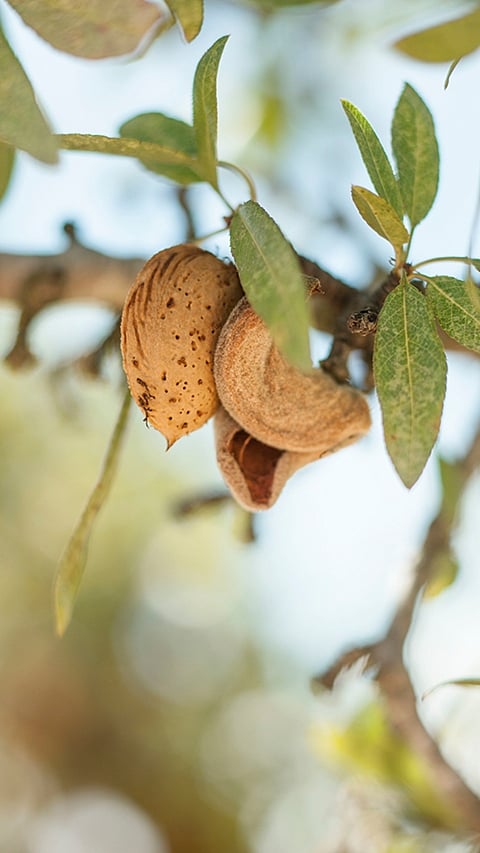 Hamilelik Boyunca Vücut Bakımı için İpuçları | Wele